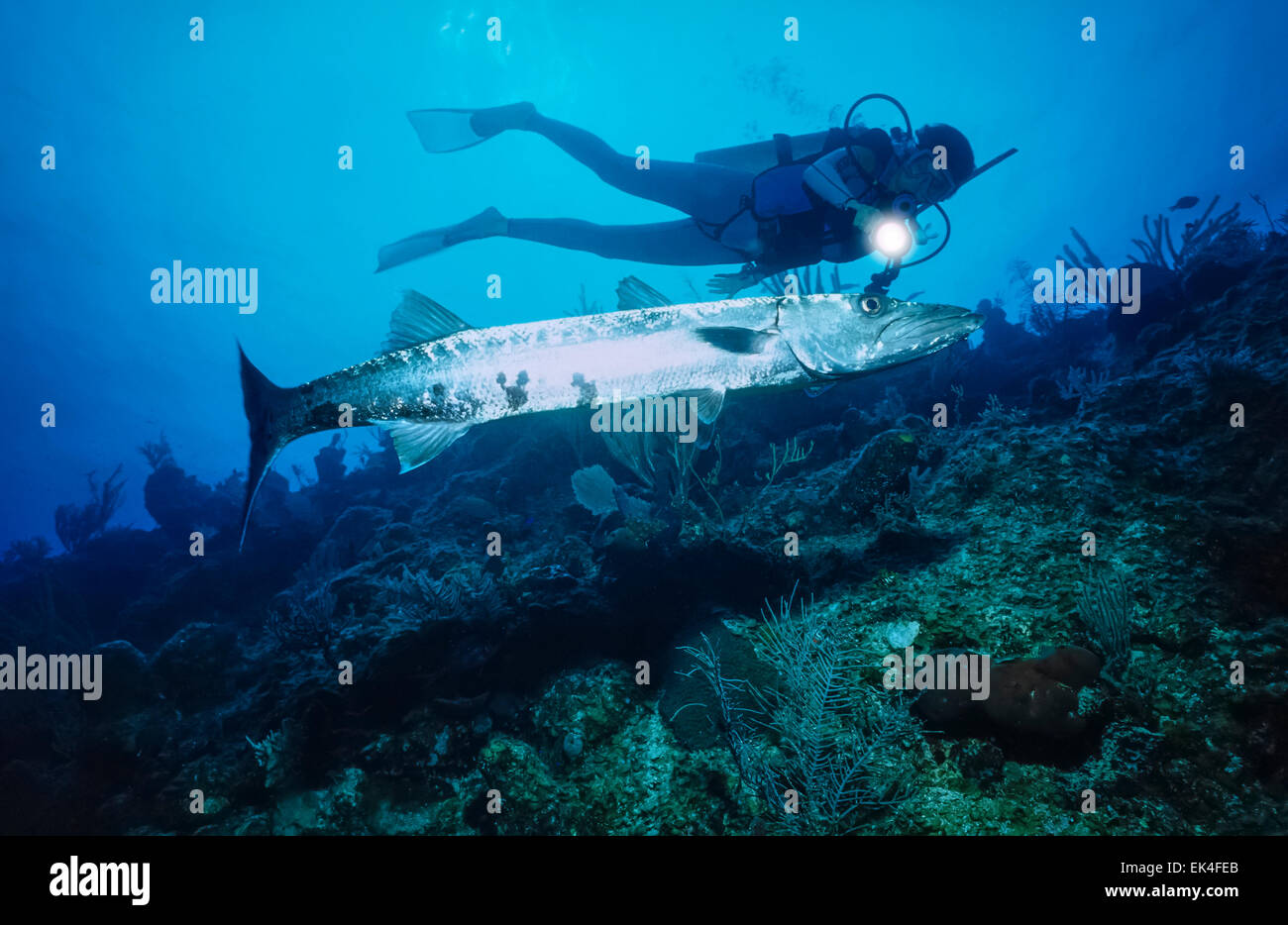 Caribbean Sea, Belize, U.W. photo, diver close to a big Barracuda ...