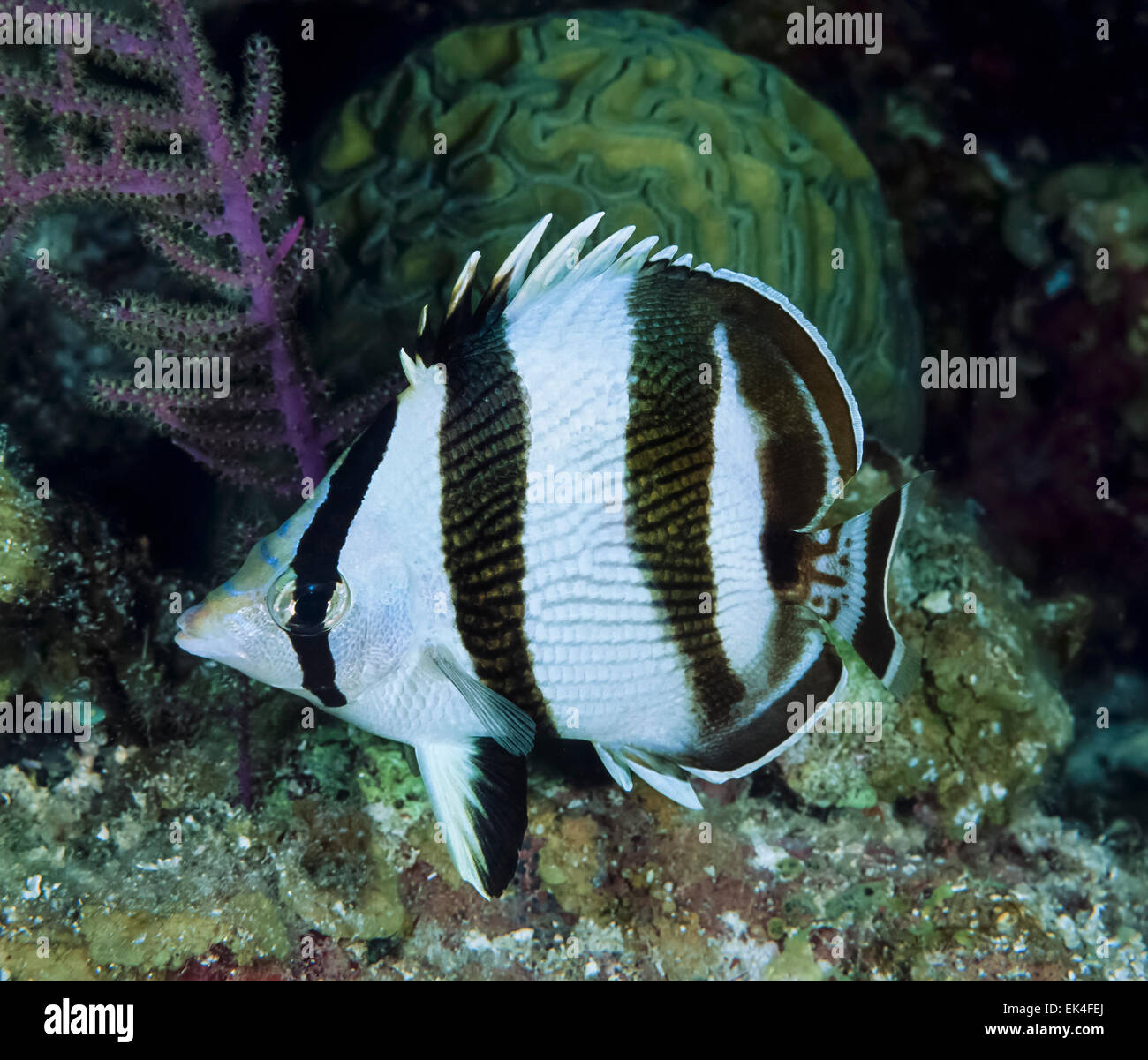 Caribbean Sea, Belize, U.W. photo, striped Butterfly fish - FILM SCAN ...