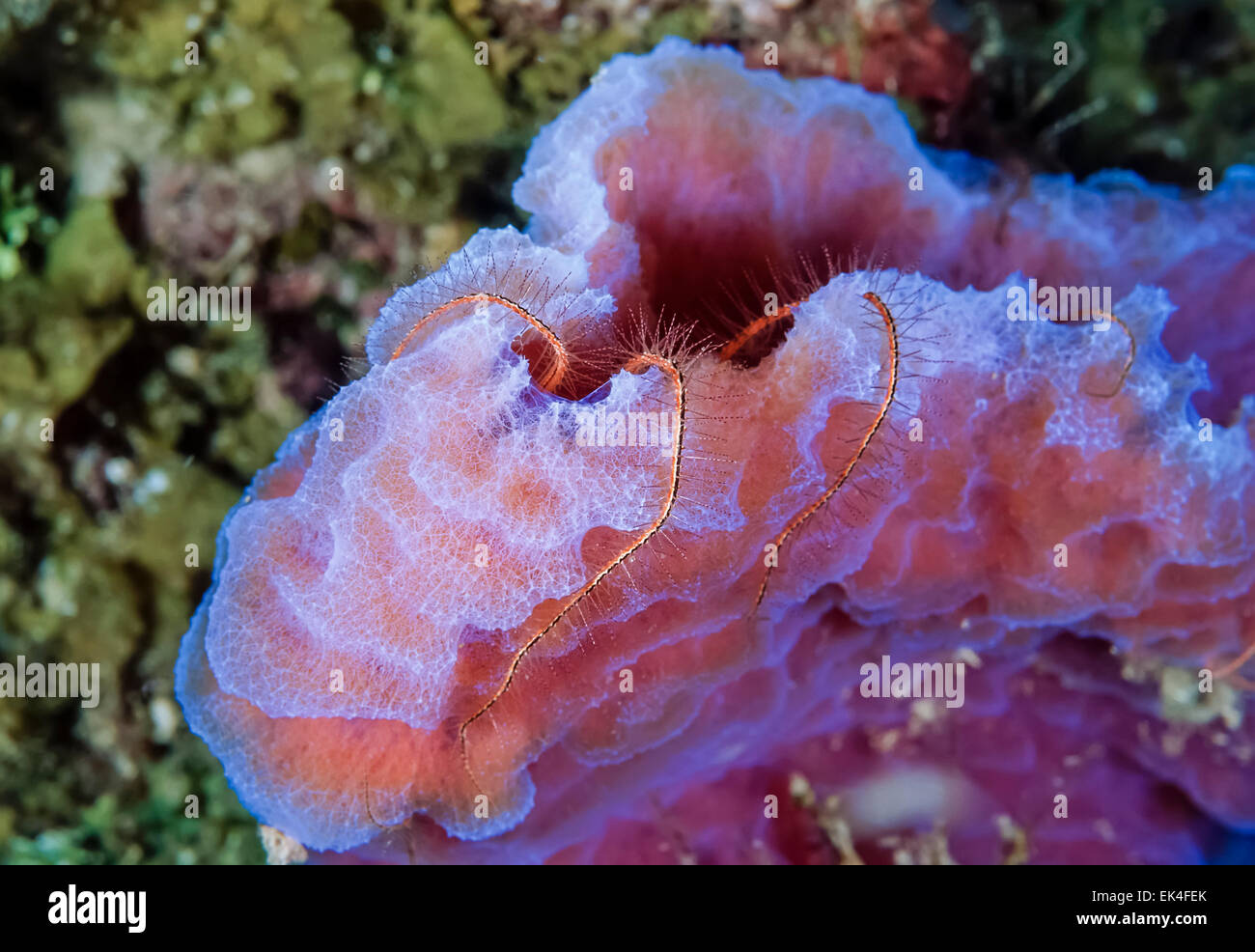Caribbean Sea, Belize, U.W. photo, a Crinoid (Encrinus sp.) inside a ...
