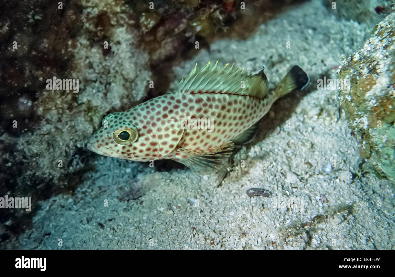 Caribbean Sea, Belize, U.W. photo, small tropical spotted grouper ...