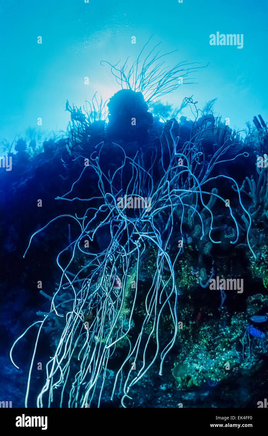 Caribbean Sea, Belize, U.W. photo, tropical Sea Fan (Gorgonia ventalina ...