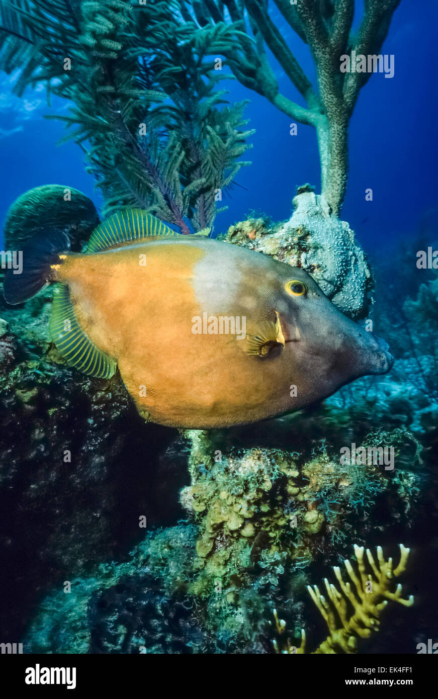 Caribbean Sea, Belize, U.W. photo, tropical Trigger fish (Balistes ...