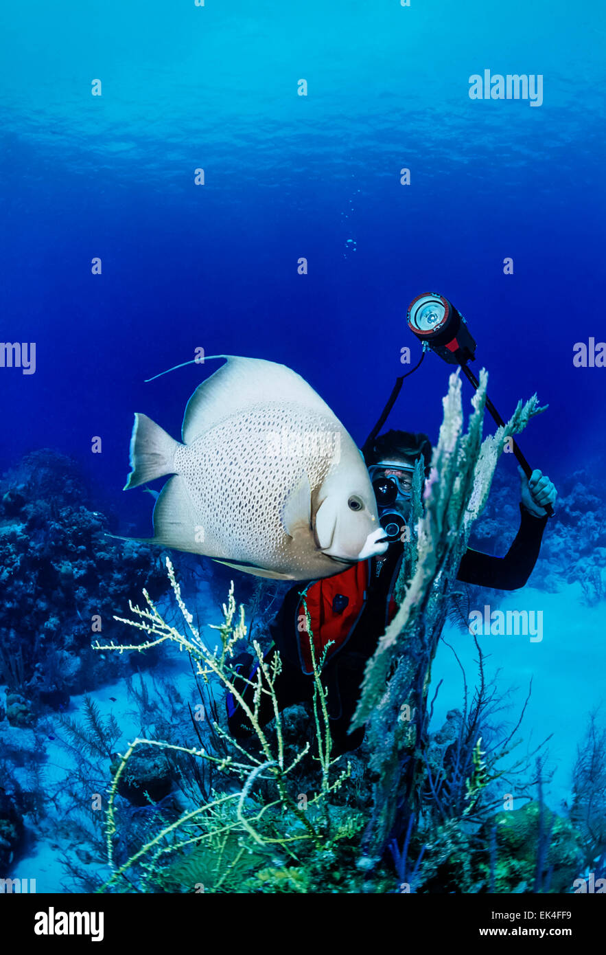 Caribbean Sea, Belize, a diver is photographing an Angel fish ...