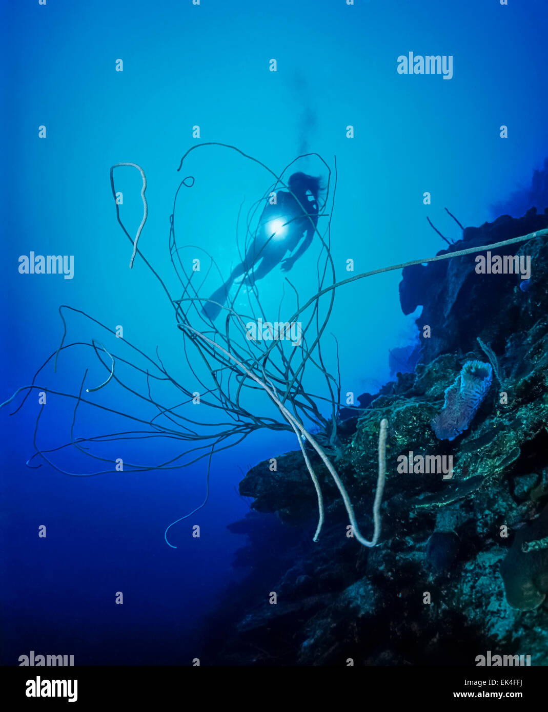 Caribbean Sea, Belize, U.W. photo, a diver and a tropical Sea Fan ...