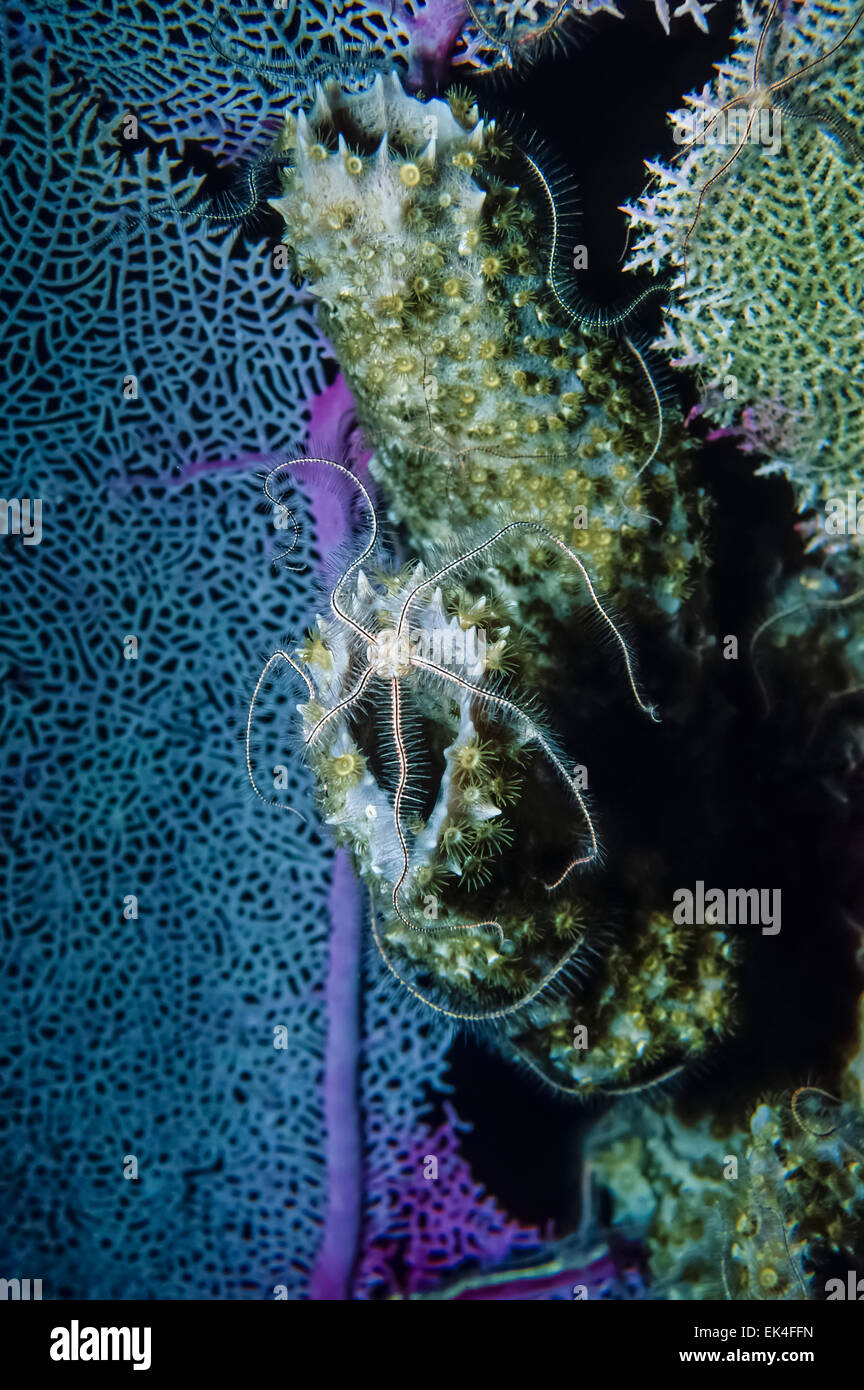 Encrinus species hi-res stock photography and images - Alamy
