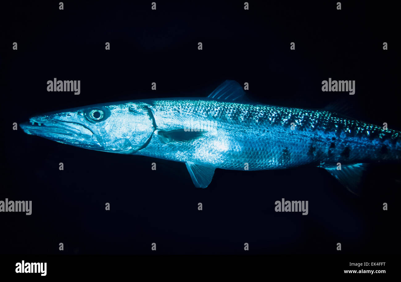 Caribbean Sea, Belize, U.W. photo, Barracuda (Sphyraena barracuda ...
