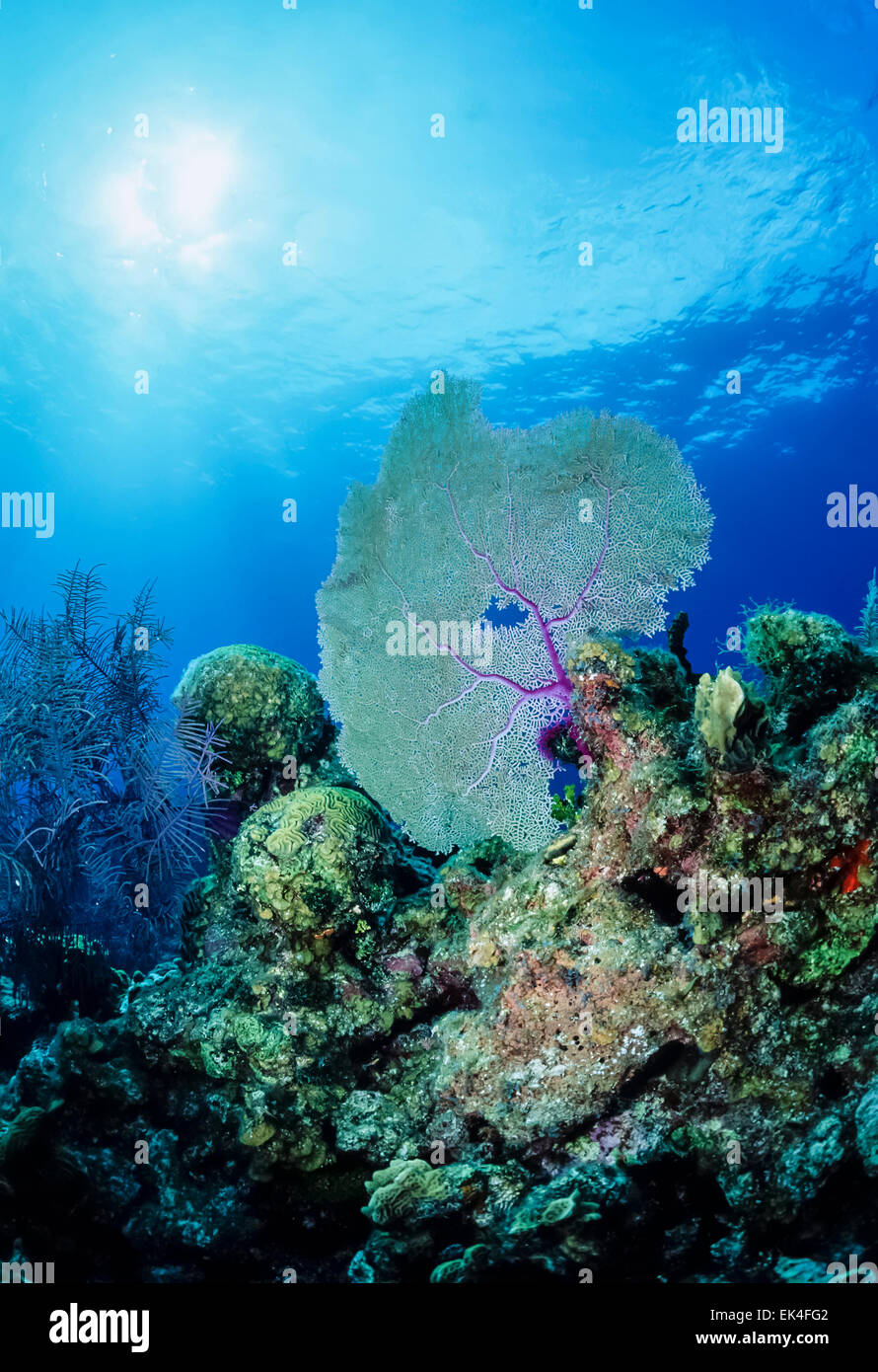 Caribbean Sea, Belize, U.W. photo, tropical Sea Fan (Gorgonia ventalina ...