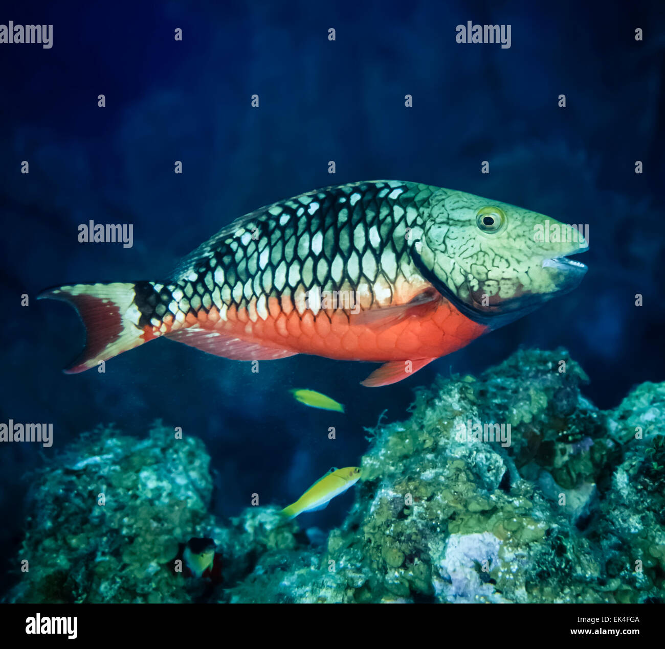 Parrot fish caribbean coral reef hi-res stock photography and images ...