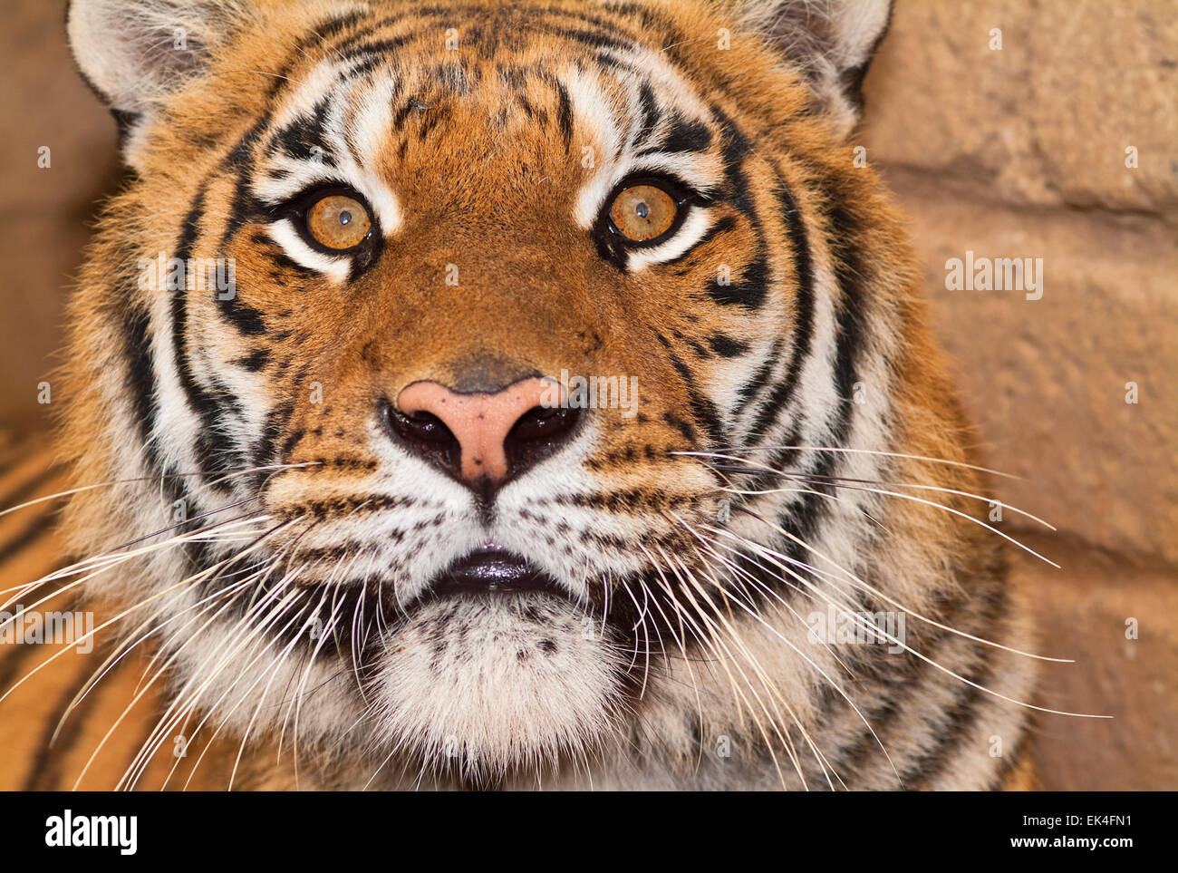 Italy, Rome, Rome zoo, Bengal tiger (Panthera tigris Stock Photo - Alamy