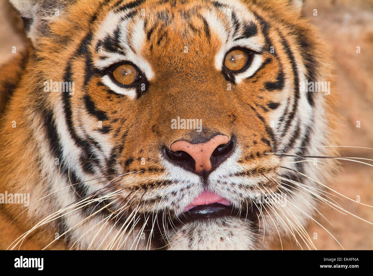 Italy, Rome, Rome zoo, Bengal tiger (Panthera tigris Stock Photo - Alamy