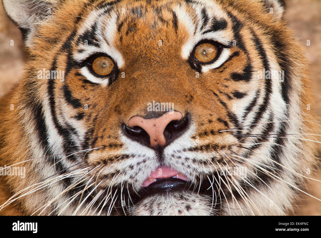Italy, Rome, Rome zoo, Bengal tiger (Panthera tigris Stock Photo - Alamy