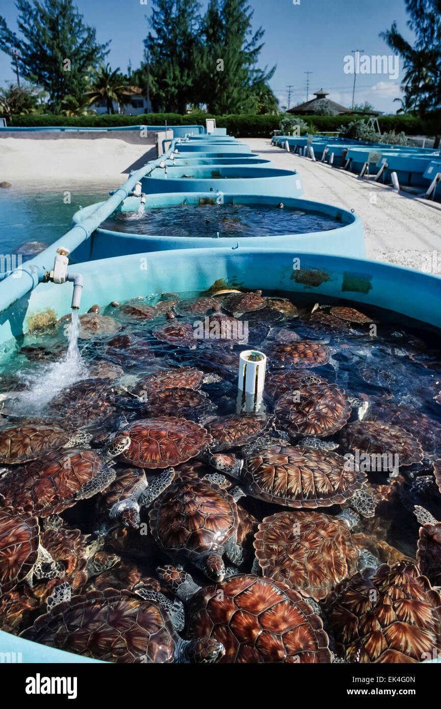 Caribbean Sea, Cayman Islands, Grand Cayman, sea turtles in a turtle ...