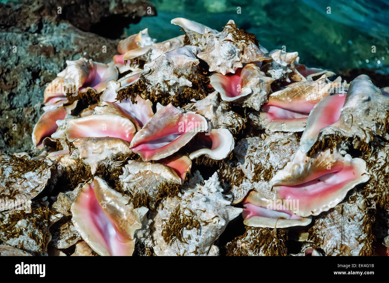 Caribbean Sea, Cayman Islands, tropical sea shells drying on the rocks ...