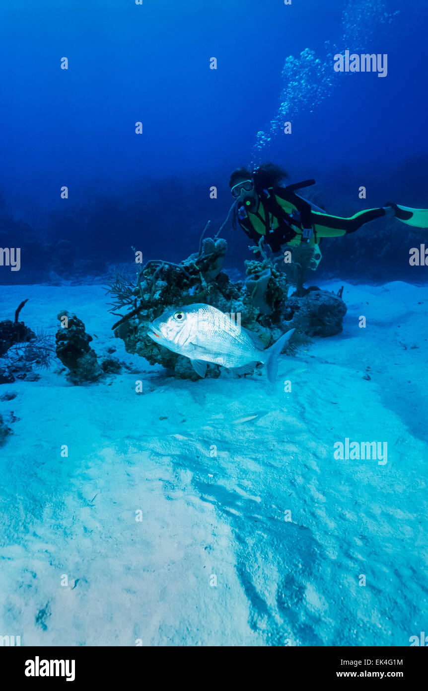 Caribbean Sea, Cayman Islands, diver and a snapper fish - FILM SCAN ...