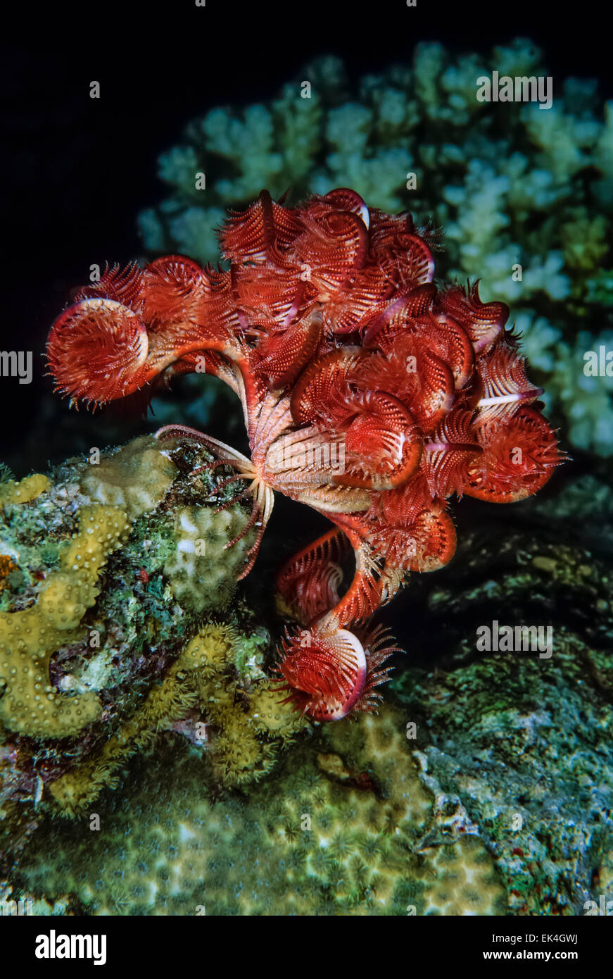 Encrinus Stock Photos & Encrinus Stock Images - Alamy