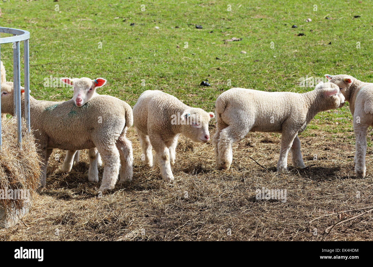 Spring lambs playing in hi-res stock photography and images - Alamy