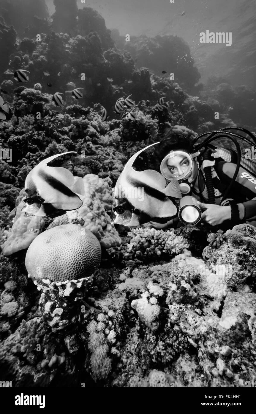 Butterflyfish red sea Black and White Stock Photos & Images - Alamy