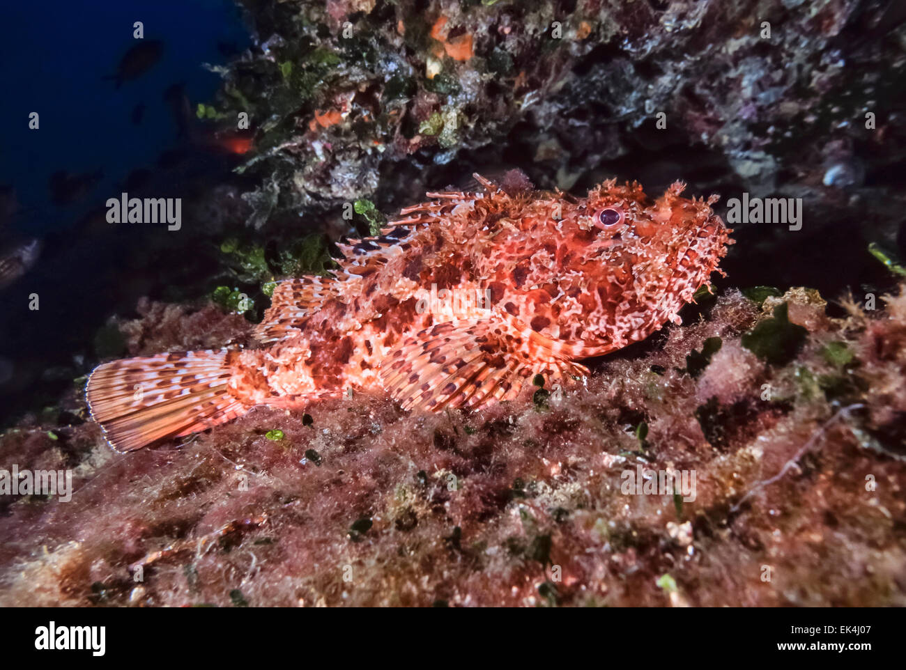 Mediterranean Sea, Giannutri Island, rockfish (Sporpaena scrofa) - FILM ...