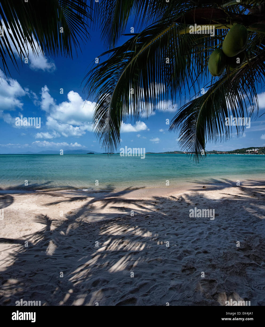 Thailand, Koh Samui (Samui Island), view of a beach and coconut trees ...
