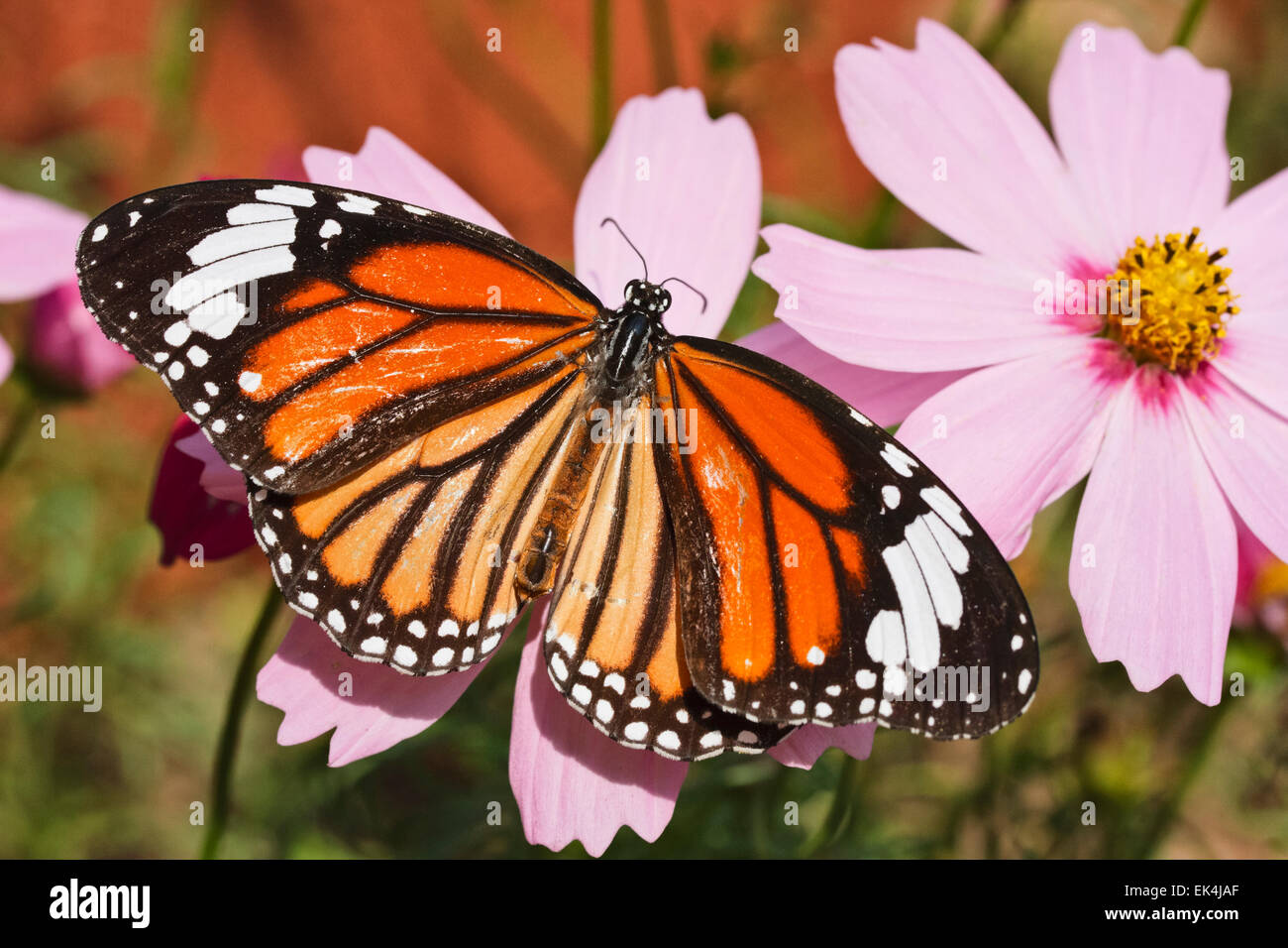 Thailand, Chang Mai, countryside, tropical butterfly on a flower Stock ...