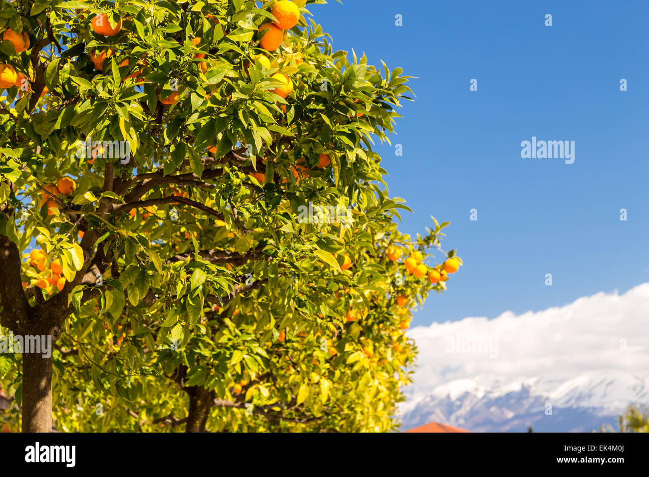 rich orange tree ready for harvest in Italy Stock Photo - Alamy