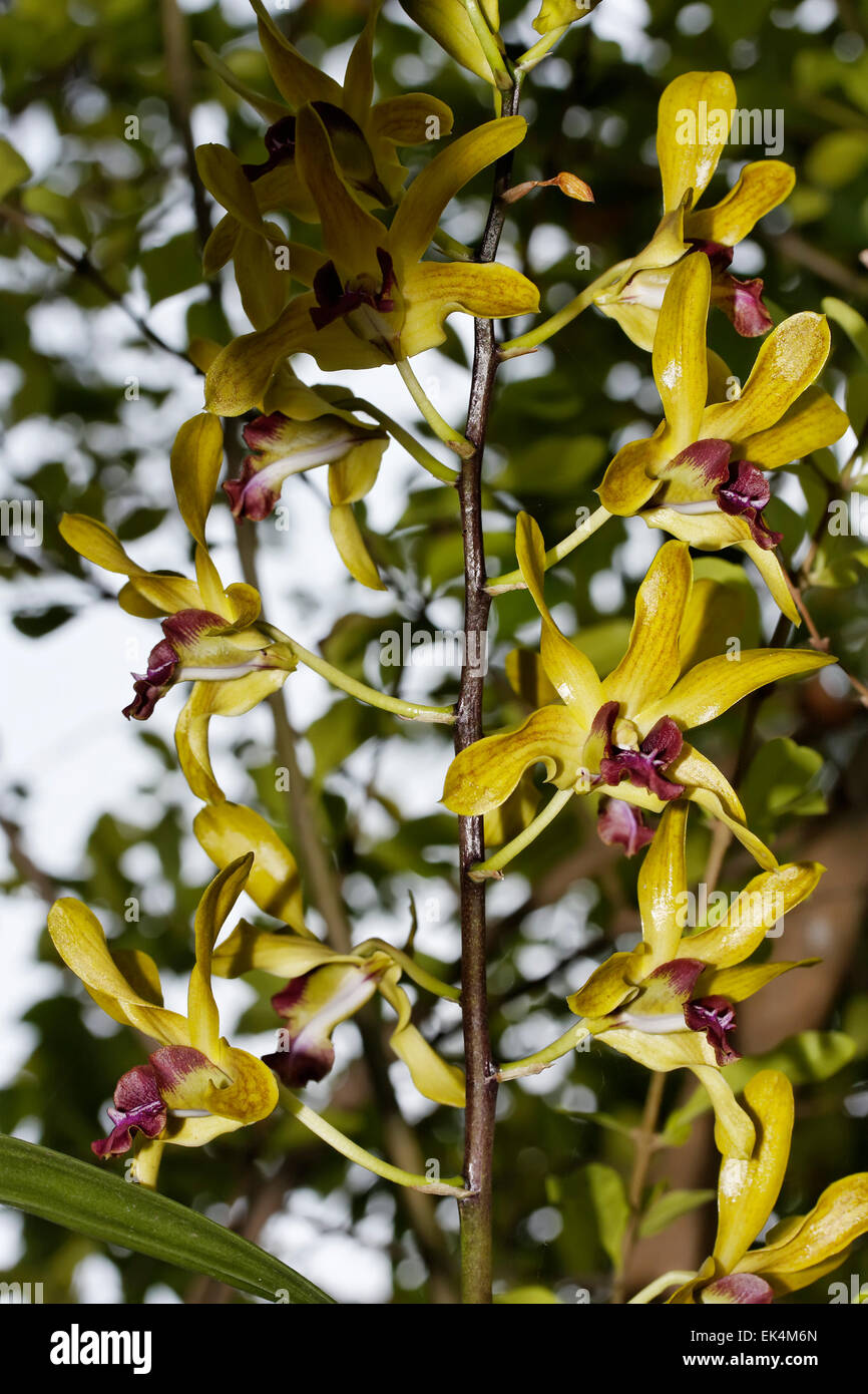 Thailand, Koh Samui, orchid flowers (Orchis sp Stock Photo - Alamy