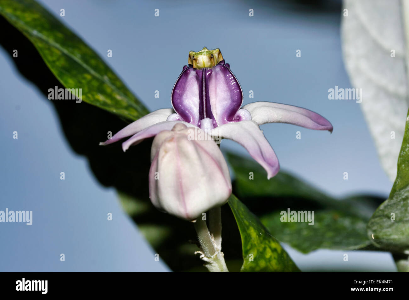 Thailand, Koh Samui, orchid flowers (Orchis sp Stock Photo - Alamy