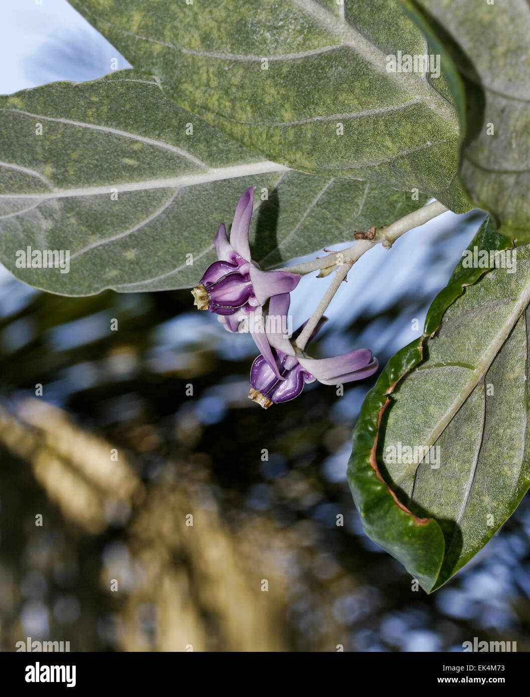 Thailand, Koh Samui, orchid flowers (Orchis sp Stock Photo - Alamy