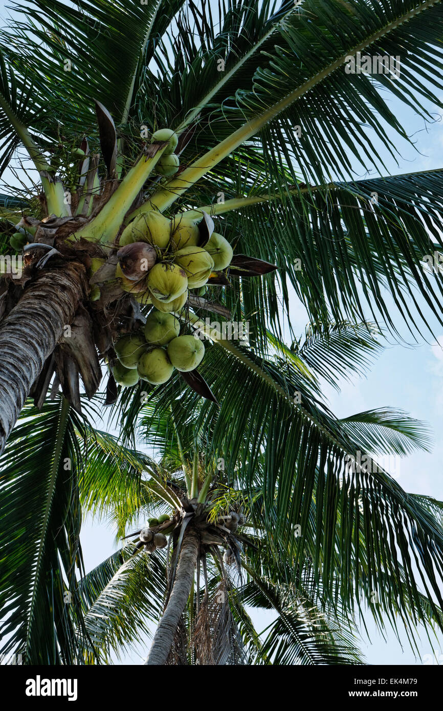 Thailand, Koh Samui (Samui Island), coconut trees on the beach Stock ...