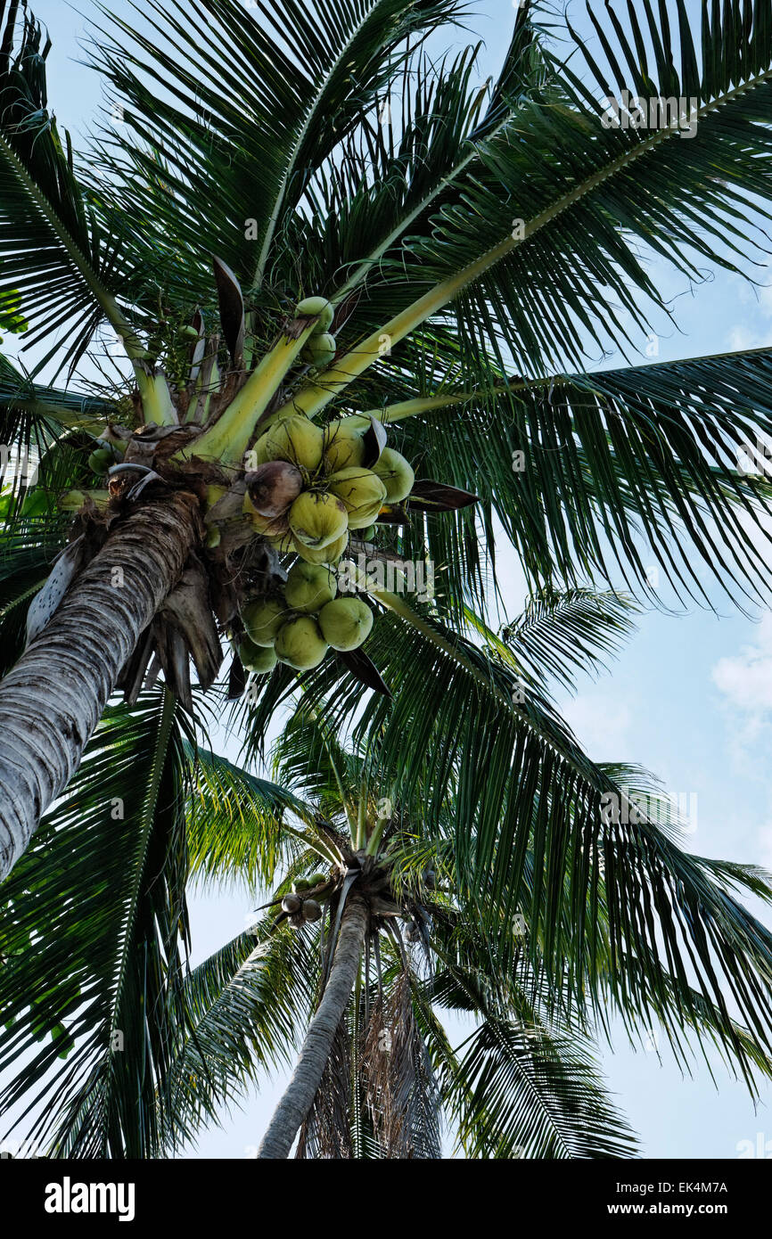 Thailand, Koh Samui (Samui Island), coconut trees on the beach Stock ...