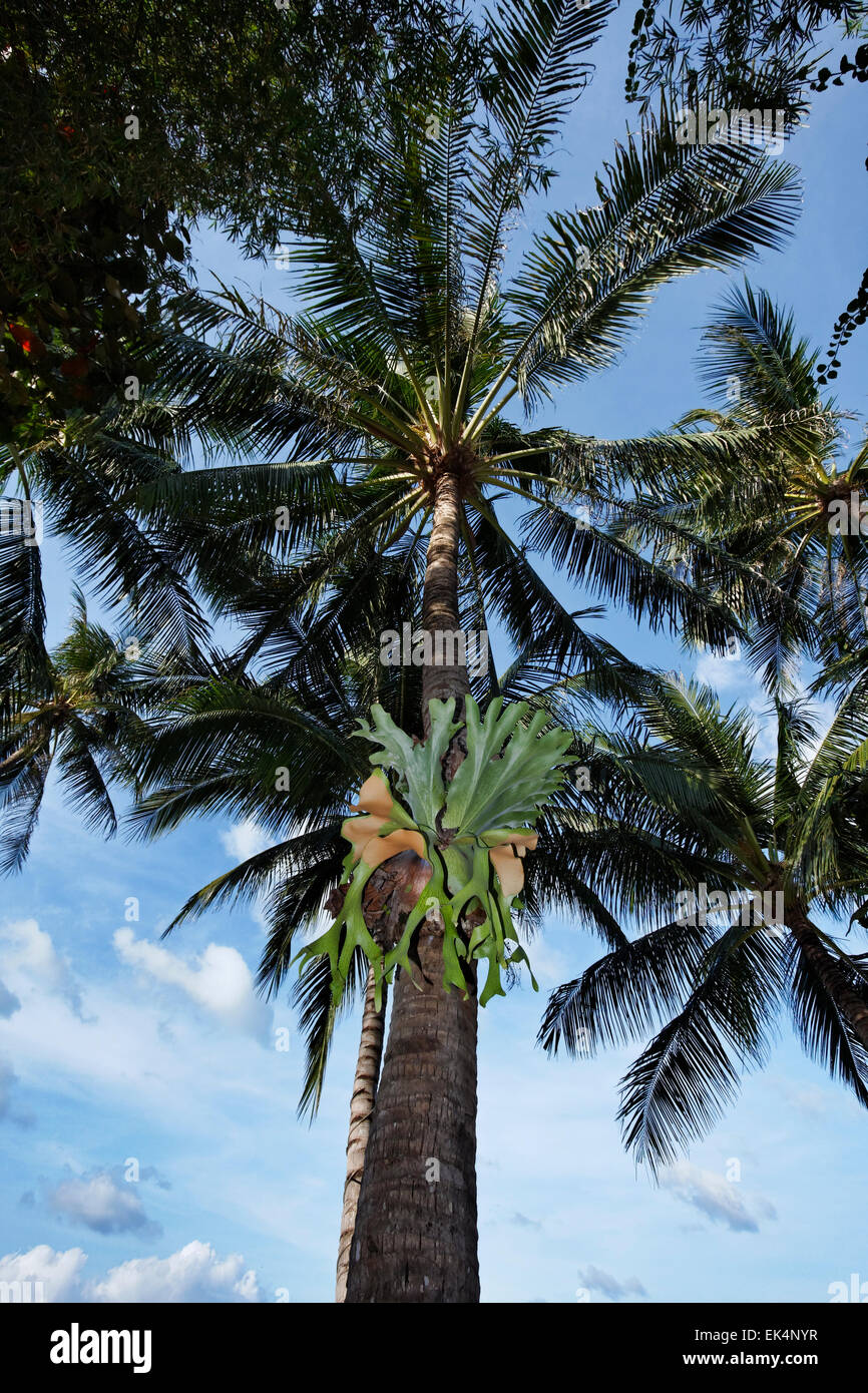 Thailand, Koh Samui (Samui Island), coconut trees on the beach Stock ...