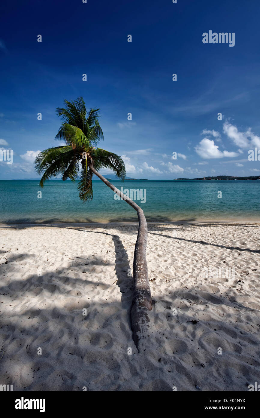 Thailand, Koh Samui (Samui Island), coconut tree on the beach Stock ...