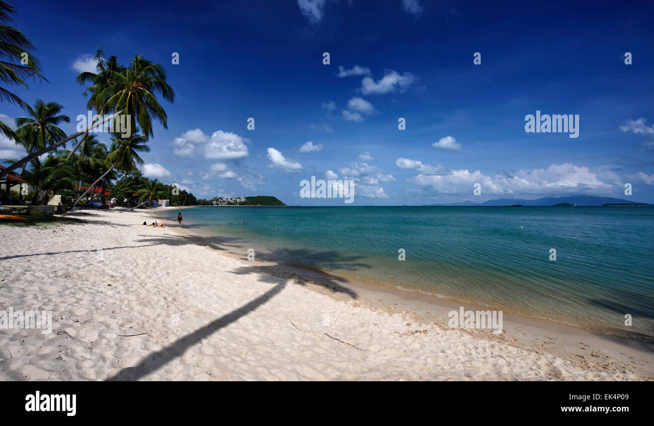 Thailand, Koh Samui (Samui Island), coconut trees on the beach Stock ...