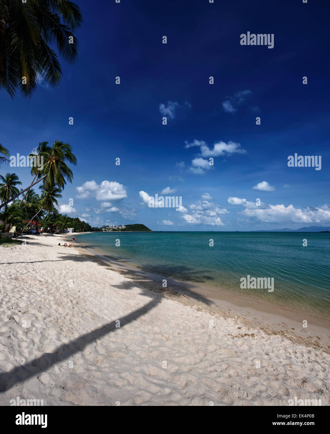 Thailand, Koh Samui (Samui Island), coconut trees on the beach Stock ...