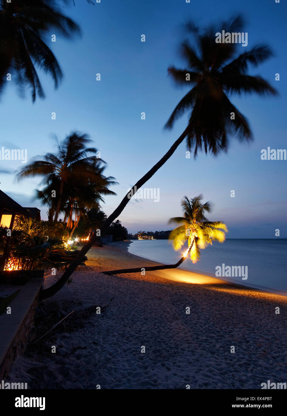 Thailand, Koh Samui (Samui Island), coconut palm trees on the beach at ...