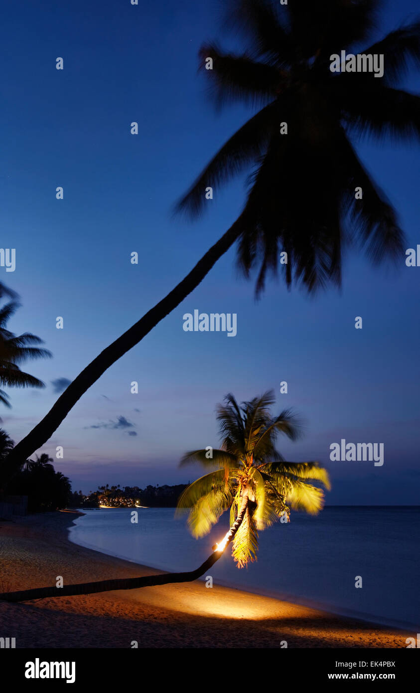 Thailand, Koh Samui (Samui Island), coconut palm trees on the beach at ...