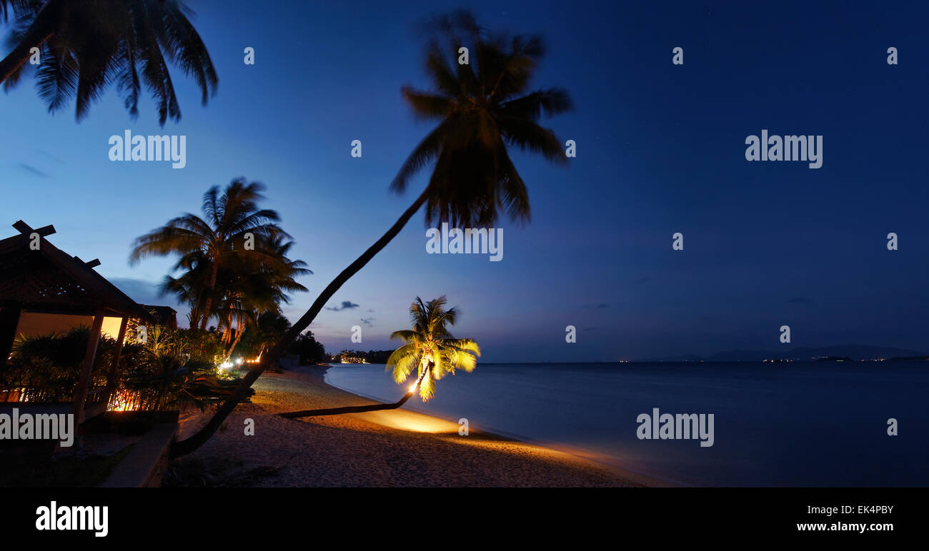Thailand, Koh Samui (Samui Island), coconut palm trees on the beach at ...