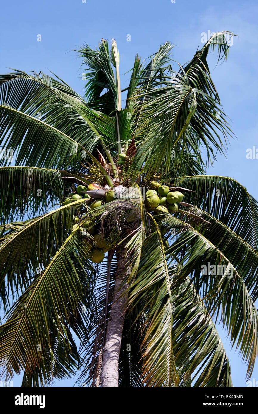 Thailand, Koh Samui (Samui Island), coconut palm tree on the beach ...