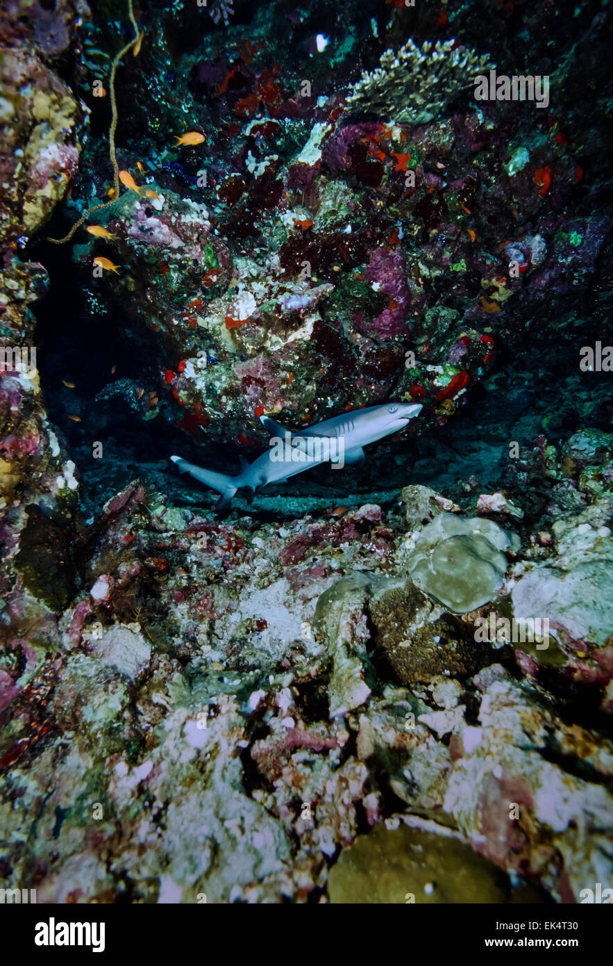 Shaab rumi hi-res stock photography and images - Alamy