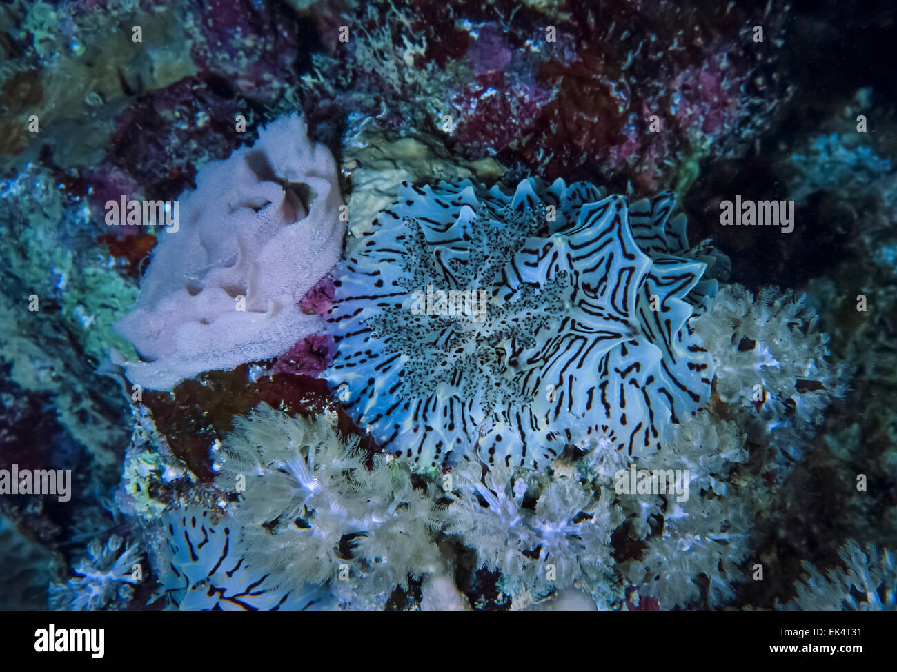 SUDAN, Red Sea, U.W. photo, tropical Nudibranch depositing eggs Stock ...
