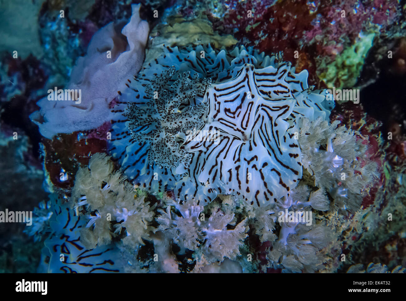 SUDAN, Red Sea, U.W. photo, tropical Nudibranch depositing eggs Stock ...