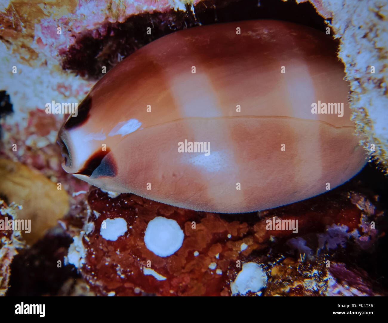 Sudan, Red Sea, U.W photo, tropical seashell Stock Photo - Alamy