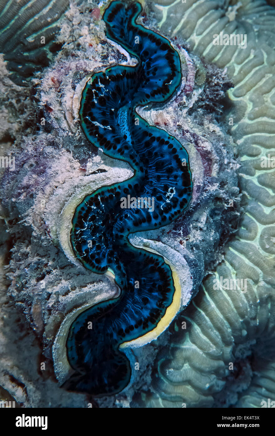Tridacna gigas red sea hi-res stock photography and images - Alamy