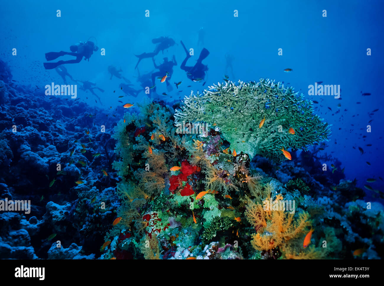 SUDAN, Red Sea, U.W. photo, staghorn coral (Acropora cervicornis) and ...