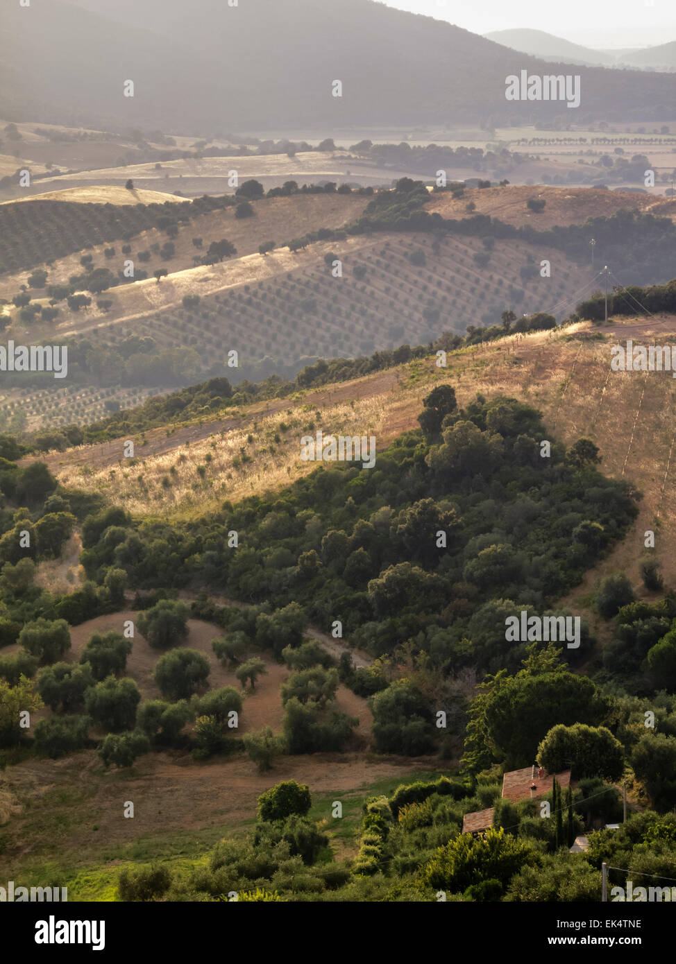 italy, tuscany, countryside and wineyards seen from Capalbio (Grosseto ...