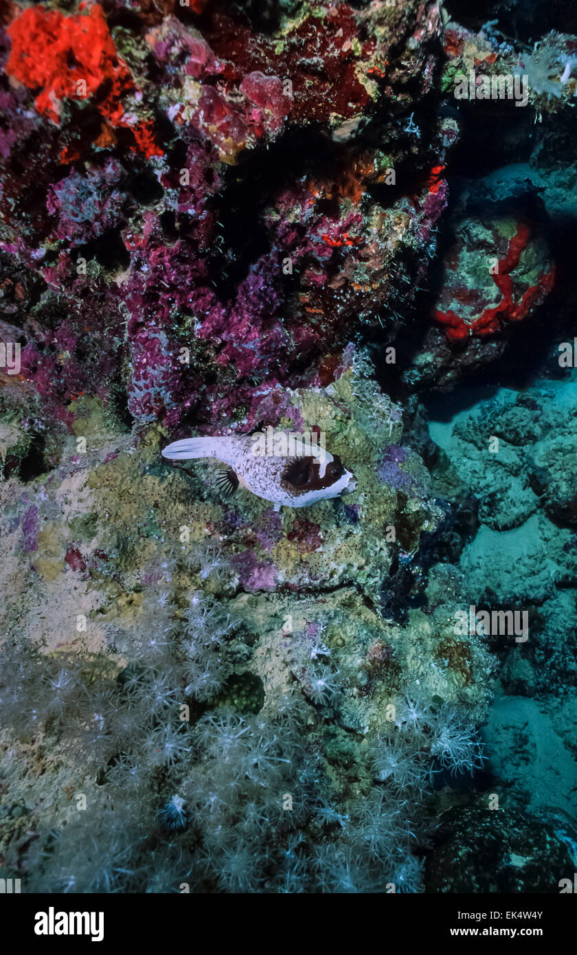 Spiny balloon fish hi-res stock photography and images - Alamy