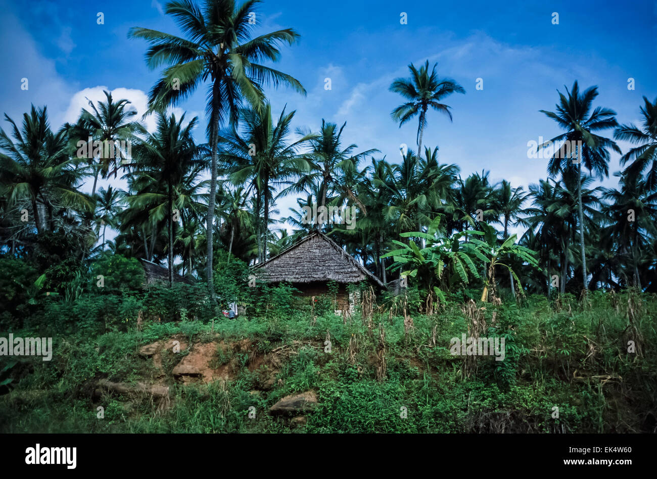 Kenya, Malindi, coconut trees and a typical kenyan house in the ...