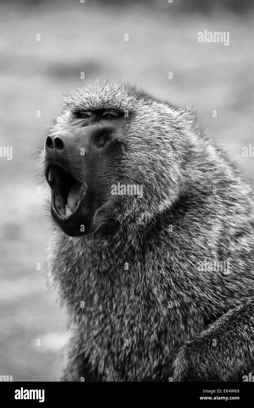 Kenya, Tsavo East National Park, screaming baboon monkey Stock Photo ...