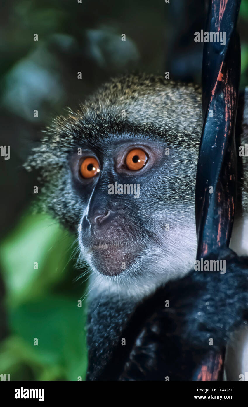 Kenya, Malindi, african monkey Stock Photo - Alamy