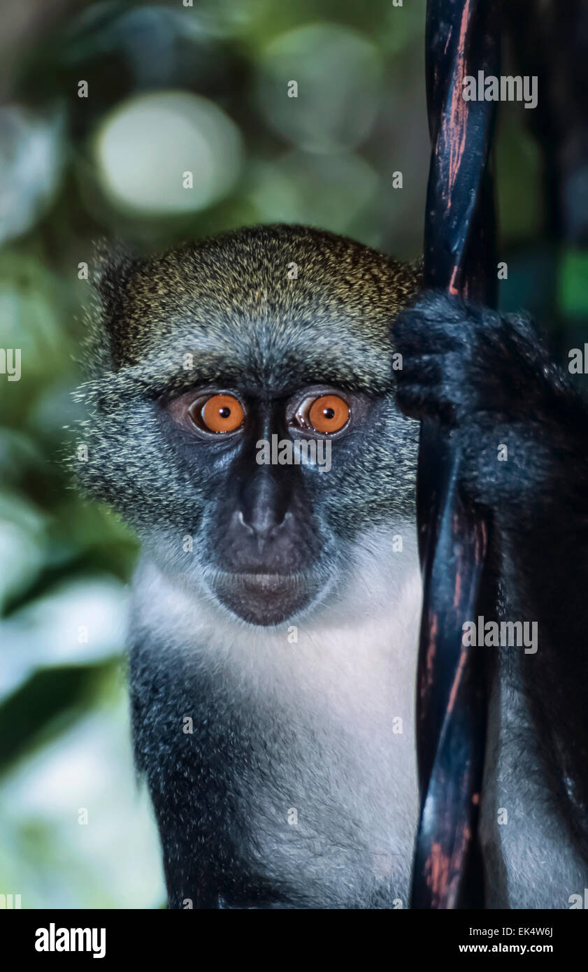 Kenya, Malindi, african monkey Stock Photo - Alamy